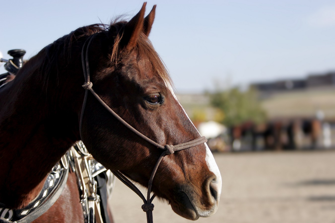 Equine Vet in Sutherlin, OR | Calapooia Veterinary Center